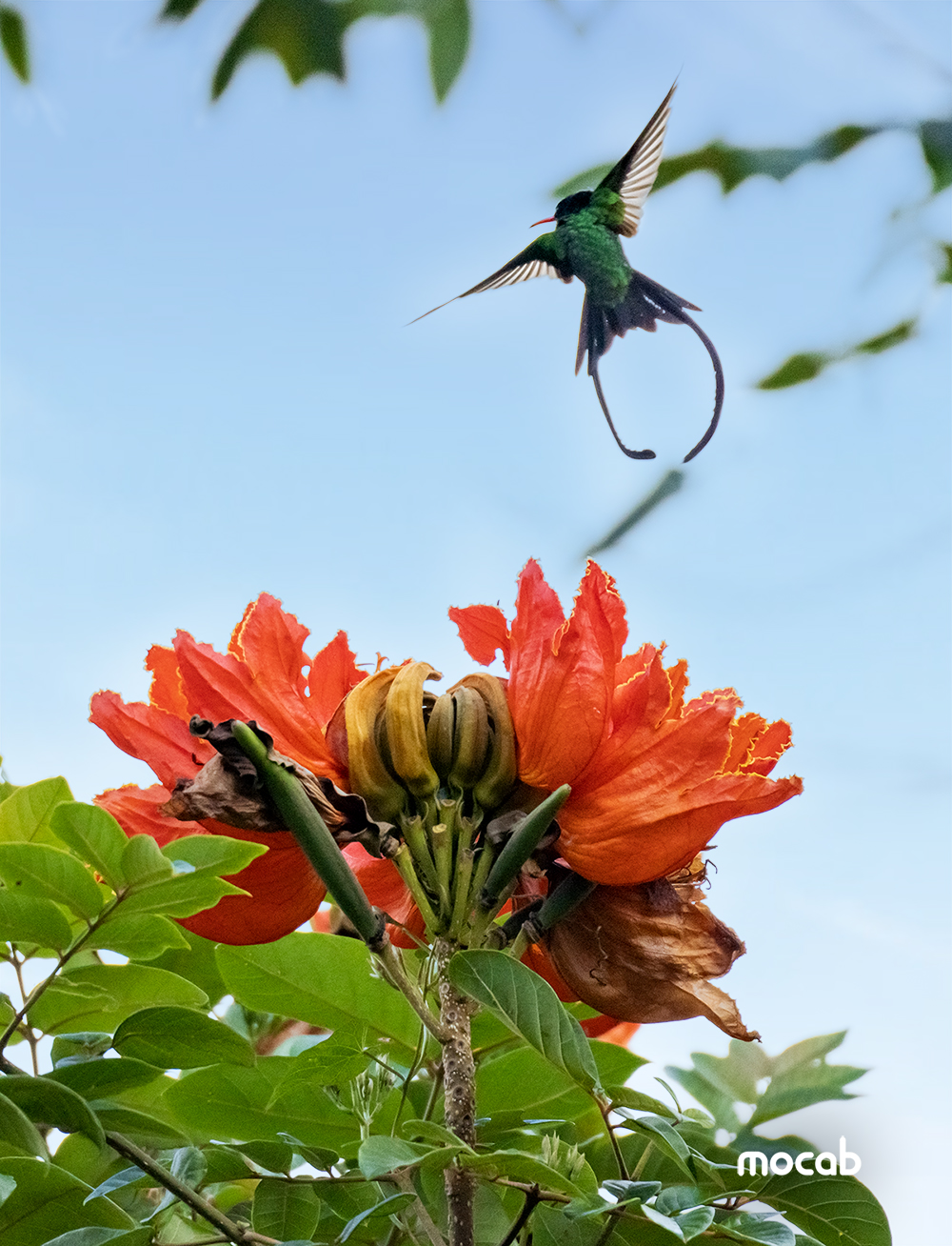 Red-Billed Streamertail – Explore Jamaica